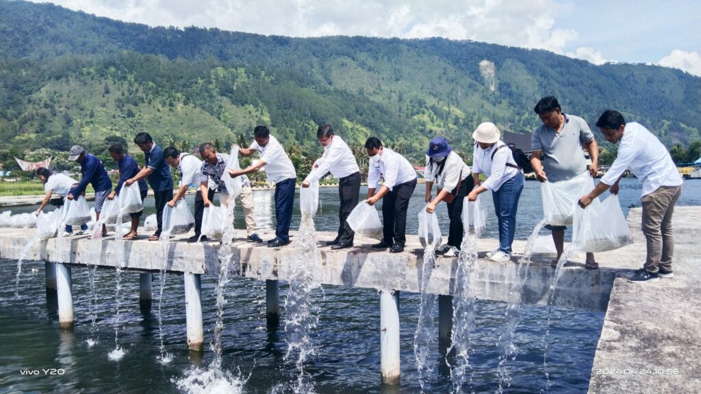 Upaya pemulihan populasi ikan: 30.000 benih ikan Nila ditaburkan di ...
